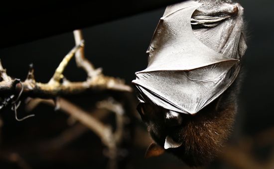 Bat Hangs Rook Cage On World Editorial Stock Photo - Stock Image ...
