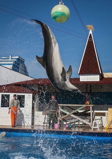 Russian Specialists Train Dolphins Dolphinariumthe On Editorial Stock ...