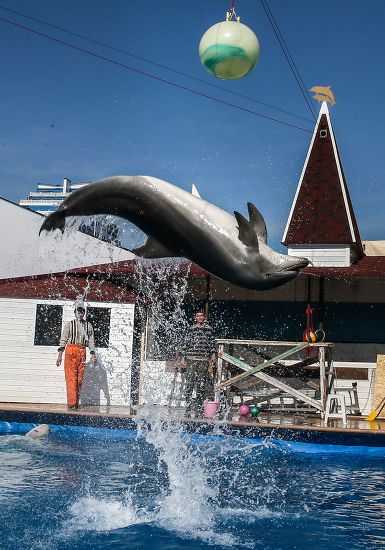 Russian Specialists Train Dolphins Dolphinariumthe On Editorial Stock ...