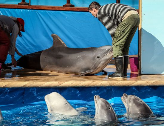 Russian Specialists Train Dolphins Dolphinariumthe On Editorial Stock ...