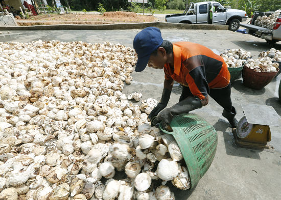 Worker Carries Cup Lump Rubber After Editorial Stock Photo - Stock ...