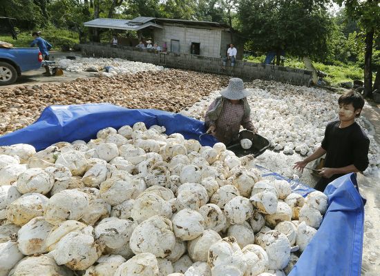 Worker Prepare Cup Lump Rubber After Editorial Stock Photo - Stock ...