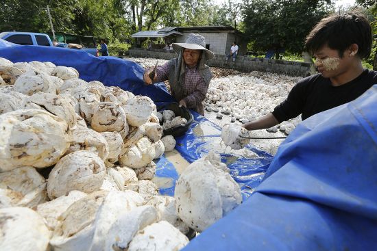 Worker Prepare Cup Lump Rubber After Editorial Stock Photo - Stock ...
