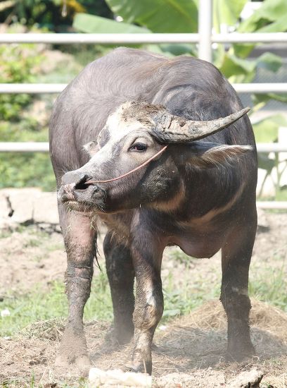 Male Cloned Swamp Buffalo Clone Thong Editorial Stock Photo - Stock ...