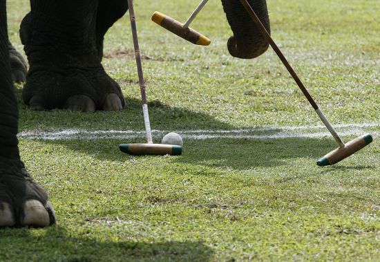Elephants Elephant Polo Competitors During Action Editorial Stock Photo ...