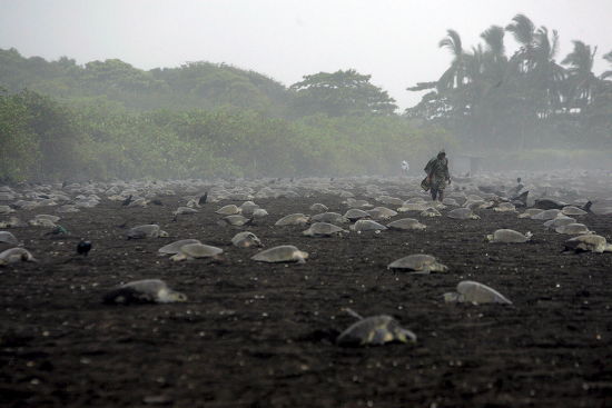 Sea Turtle Lora Species Lepidocheyls Ovilacea Editorial Stock Photo ...