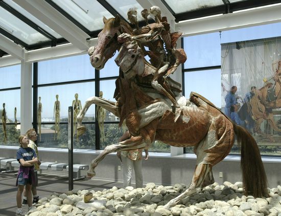 Plastinated Bodies Displayed Part Body Worlds Editorial Stock Photo ...