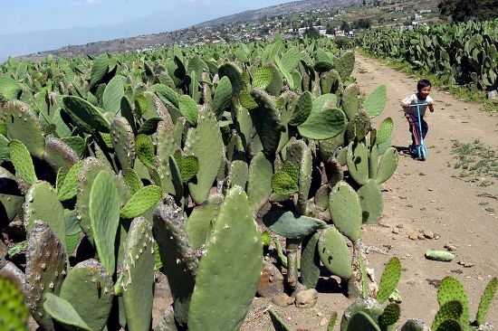 Boy Plays Next Nopal Crop Plant Editorial Stock Photo - Stock Image ...