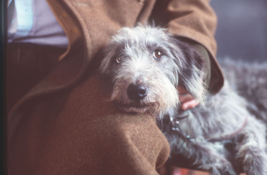 Heartbeat Alfred Dog Owned By Greengrass Editorial Stock Photo - Stock ...