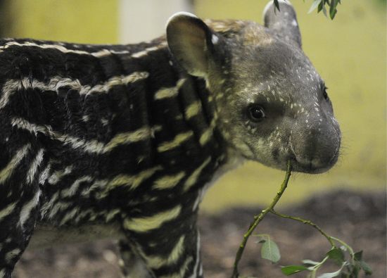 Tapir Cub Lajas Pictured His Enclosure Editorial Stock Photo - Stock ...