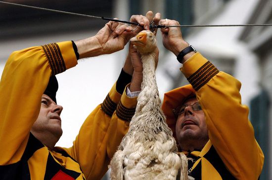 Dead Goose Stuck Wire During Socalled Editorial Stock Photo - Stock ...
