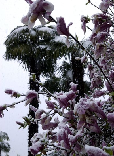 Magnolia Blossoms Some Palm Trees Carry Editorial Stock Photo - Stock ...