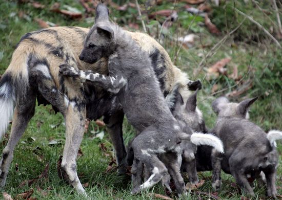Young African Wild Dogs Lycaon Pictus Editorial Stock Photo - Stock ...
