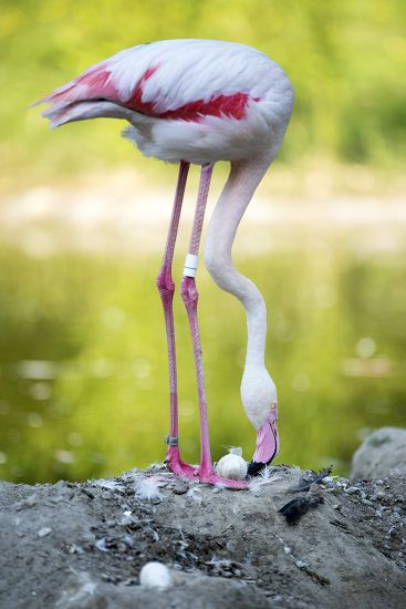 Greater Flamingo Phoenicopterus Roseus Turns His Editorial Stock Photo ...