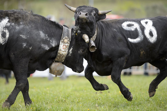 Two Cows Fight During Traditional Combats Editorial Stock Photo - Stock ...