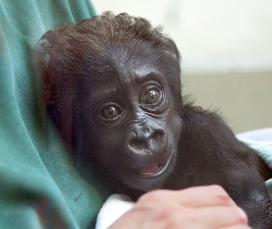 Eightweeksold Gorilla Baby Mary Two Zoo Editorial Stock Photo - Stock ...