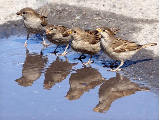 Four Little Sparrows Standing Row Take Editorial Stock Photo - Stock ...