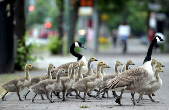 Canada Geese Their Offspring Cross Cycle Editorial Stock Photo - Stock ...
