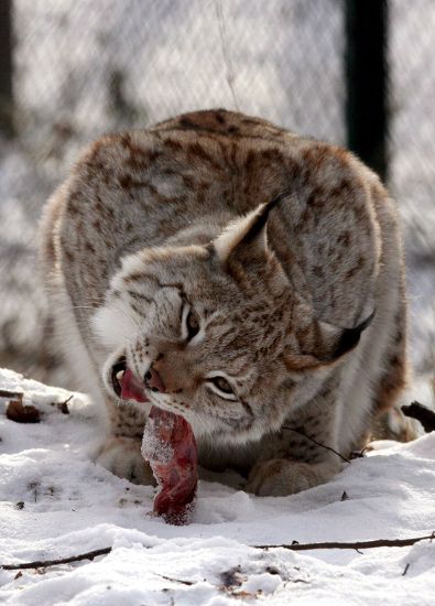 Lynx Tamino Fed Slice Meat Outdoor Editorial Stock Photo - Stock Image ...