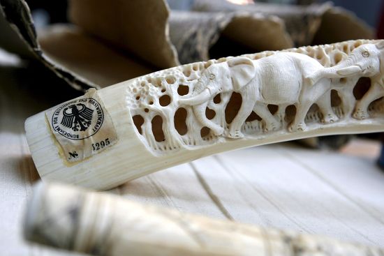 Piece Confiscated Carved Ivory Seen On Editorial Stock Photo - Stock ...