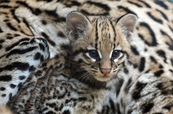 Ocelot Cub Seen Predator House Berlin Editorial Stock Photo - Stock ...