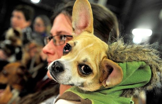 Dog Peppi Takes Part Dog Casting Editorial Stock Photo - Stock Image ...