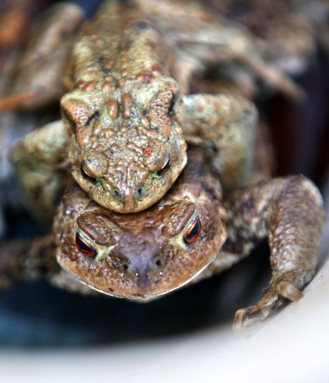 Toad Couple Cuddle They Wait Helpers Editorial Stock Photo - Stock ...