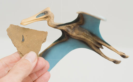 Tooth Pterosaur Held Next Model Which Editorial Stock Photo - Stock ...