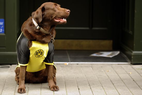 Dog Wears Jersey Borussia Dortmund Dortmund Editorial Stock Photo ...