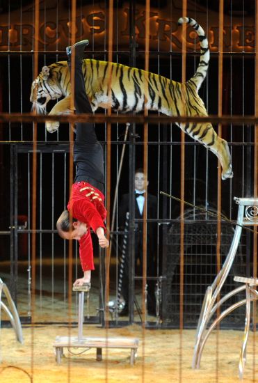 Trainer Eric Bormann Performs Tiger Premiere Editorial Stock Photo ...
