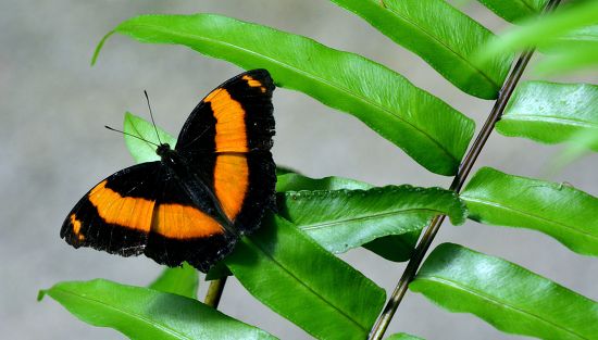 North Queensland Day Moth Alcides Metaurus Editorial Stock Photo ...