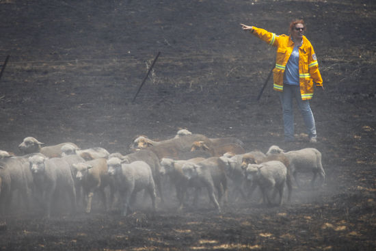 Farmer Checks On Her Sheep Burnt Editorial Stock Photo - Stock Image ...
