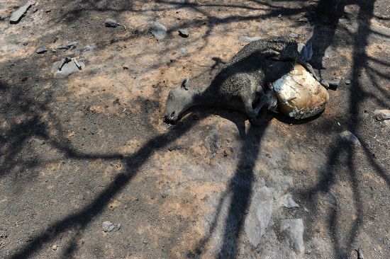 Burnt Sheep Lie Scattered On Hill Editorial Stock Photo - Stock Image ...