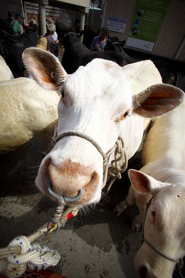 Charolais Cattle Royal National Association Grounds Editorial Stock ...