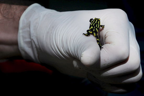 Tiny Corroboree Frog Held Palm Zoo Editorial Stock Photo - Stock Image ...