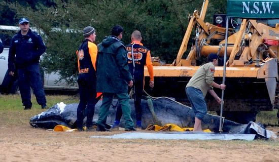 National Parks Wildlife Service Npws Experts Editorial Stock Photo ...