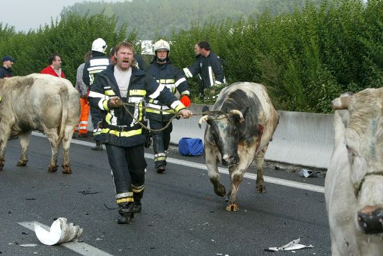 Waasmunster Belgium Firemen Lead Away Some Editorial Stock Photo ...