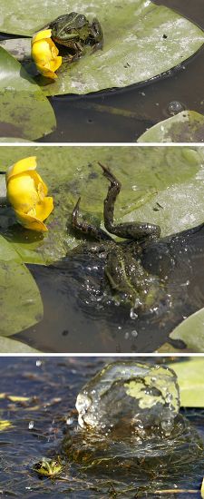 Combo Picture Shows Frog Jumping Into Editorial Stock Photo - Stock ...