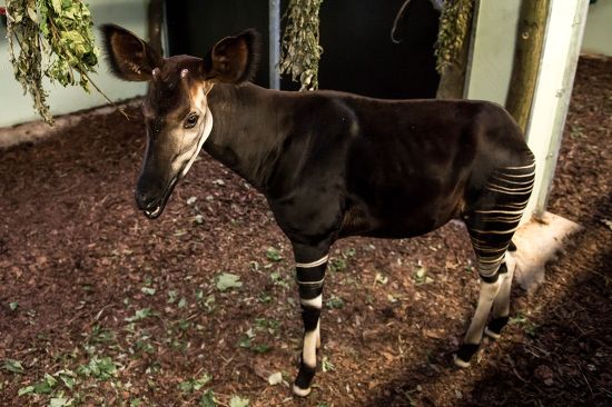 Maiko First Male Okapi Okapia Johnstoni Editorial Stock Photo - Stock ...