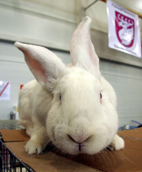 Rabbit Flemish Giant Breed During 4th Editorial Stock Photo - Stock ...