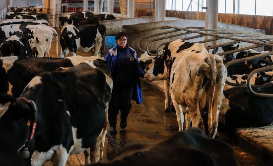 Worker Tend Cows On Robotic Dairy Editorial Stock Photo - Stock Image ...