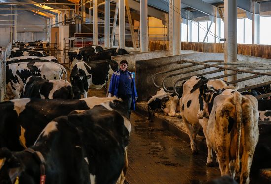 Worker Tend Cows On Robotic Dairy Editorial Stock Photo - Stock Image ...