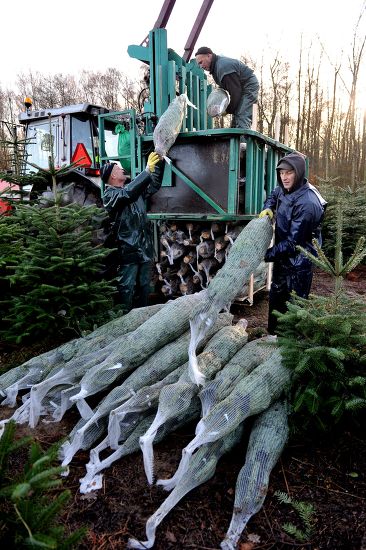 Workers Abc Plantation Tree Company Load Editorial Stock Photo - Stock ...