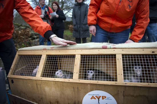 Members Dutch Ape Foundation Stichting Aap Editorial Stock Photo ...