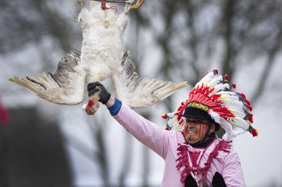 Contester Action During Event Goose Pulling Editorial Stock Photo ...