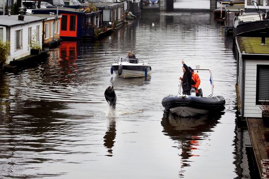 See Lion Robbie Jumps Canal Amsterdam Editorial Stock Photo - Stock ...