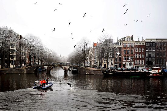 See Lion Robbie Jumps Amstel River Editorial Stock Photo - Stock Image ...