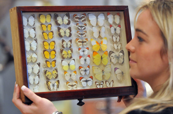 Collection Butterflies Each Contained Collectors Cabinet Editorial ...