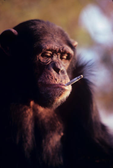 Chimpanzee Smoking Cigarette Editorial Stock Photo - Stock Image ...