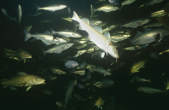 Cod Saithe Pollack Mixed Shoal Fish Editorial Stock Photo - Stock Image ...